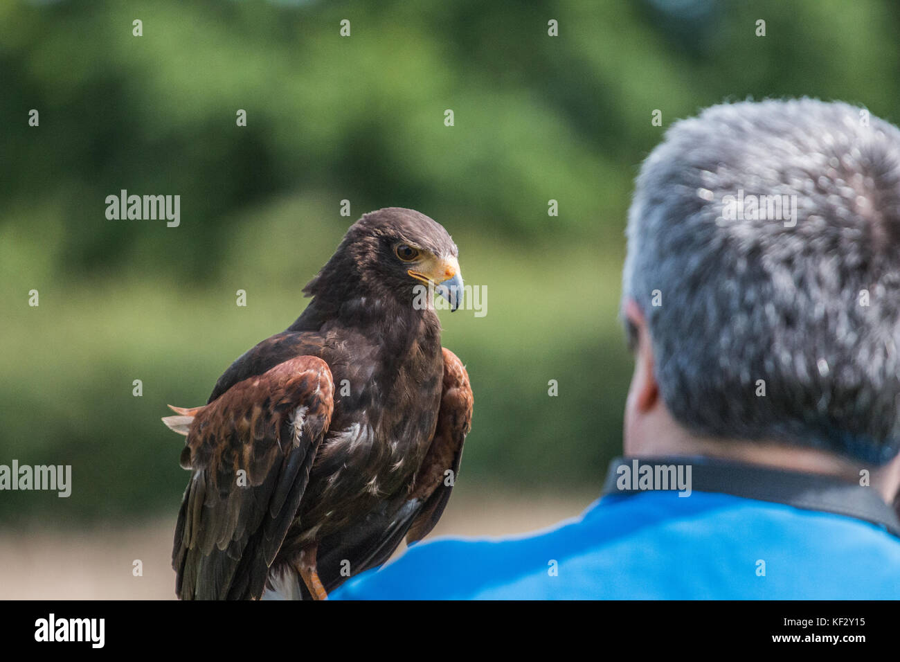 Birds of prey eye hi-res stock photography and images - Alamy