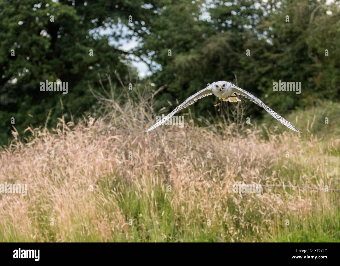 Birds of prey in flight Stock Photo - Alamy