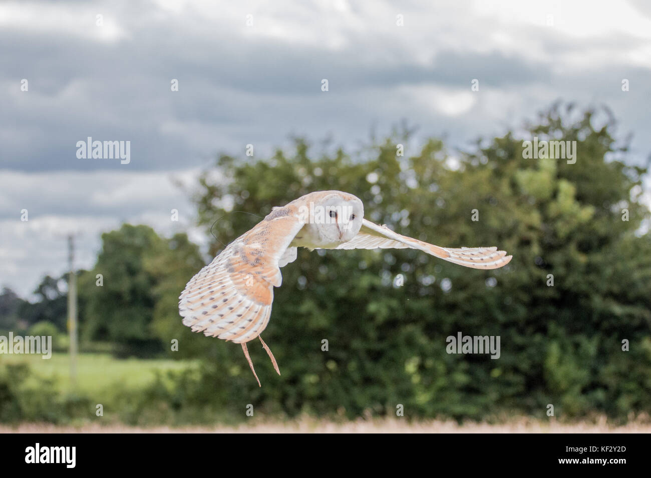 Dramatic Barn Owl Stock Photo - Alamy