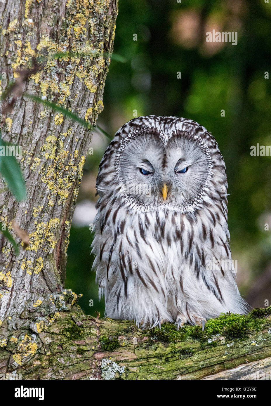 Fluffy owl who wasn't fond of being a model, Shropshire Stock Photo - Alamy