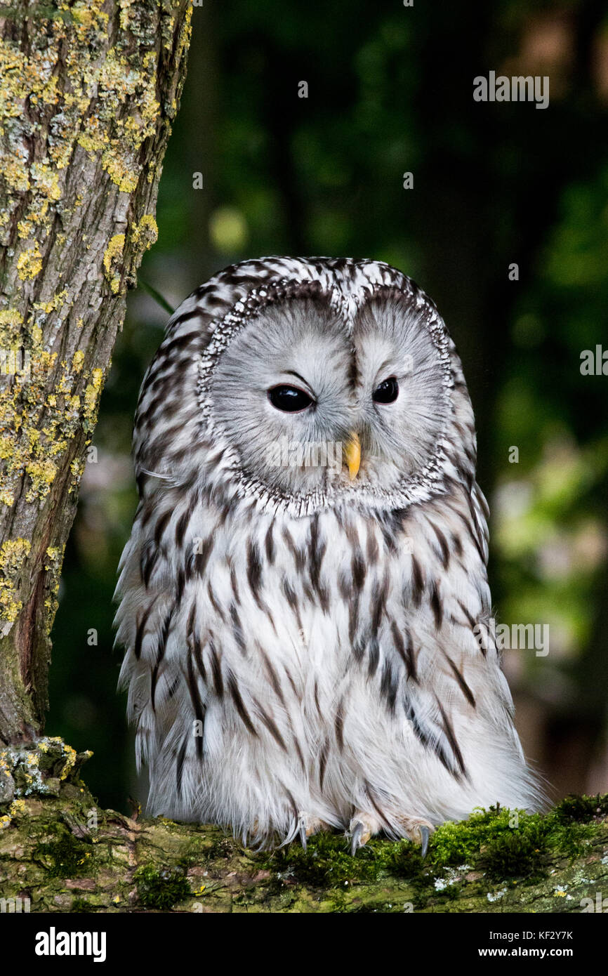 Fluffiest owl I have ever seen, however easily irritated, it would ...
