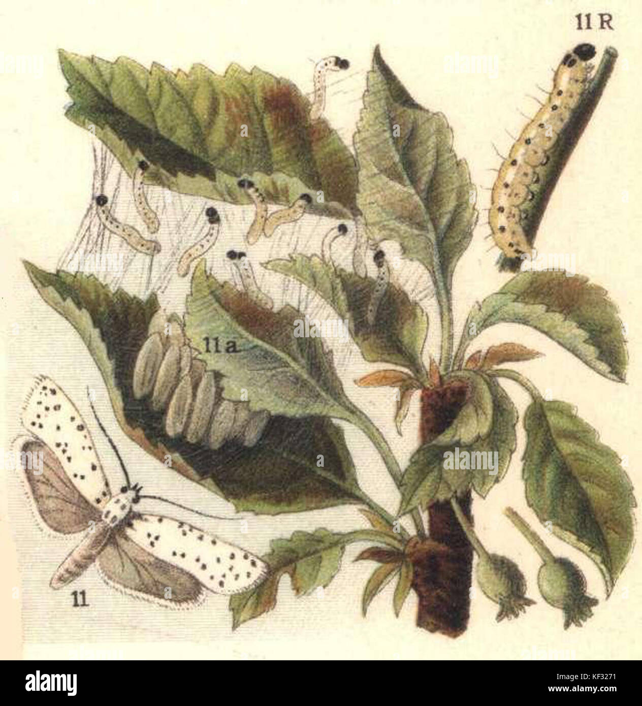 Bee moth hi-res stock photography and images - Alamy