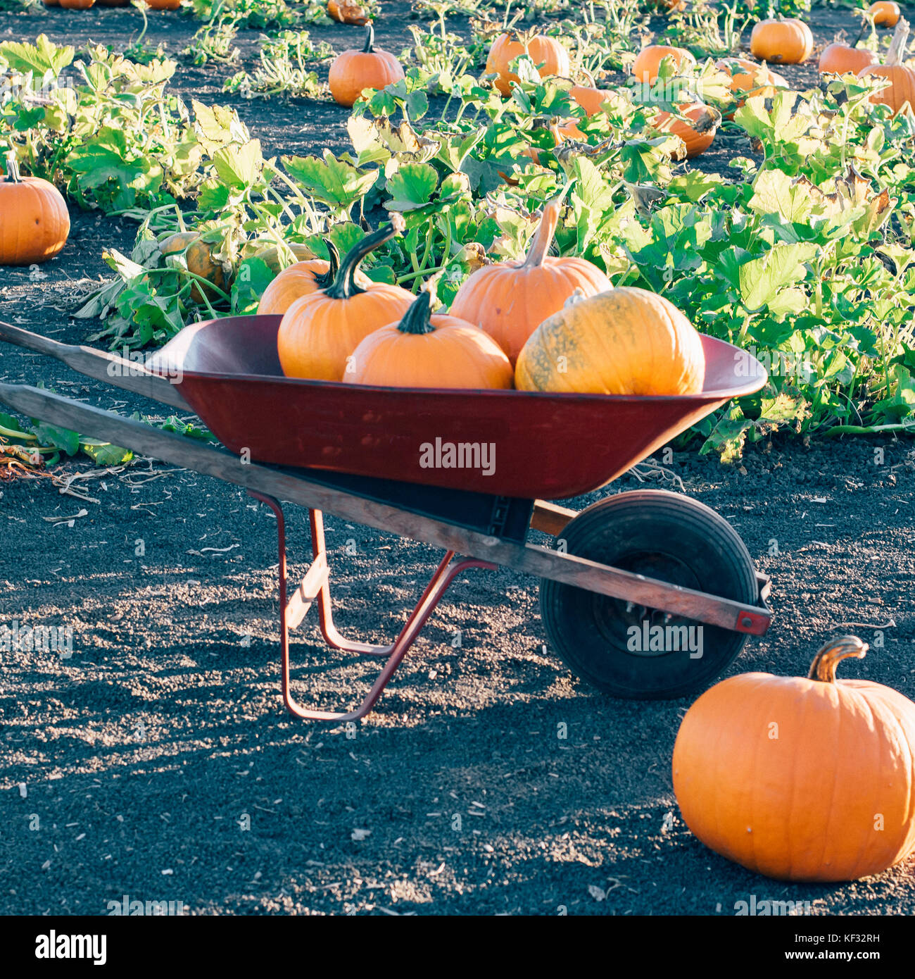 Fairytale pumpkins on a vine at golden hour in a pumpkin patch ...