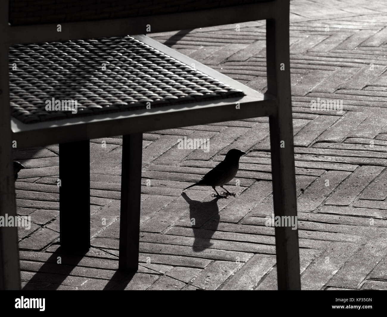 House Sparrow Passer domesticus shadows and silhouettes Stock Photo - Alamy