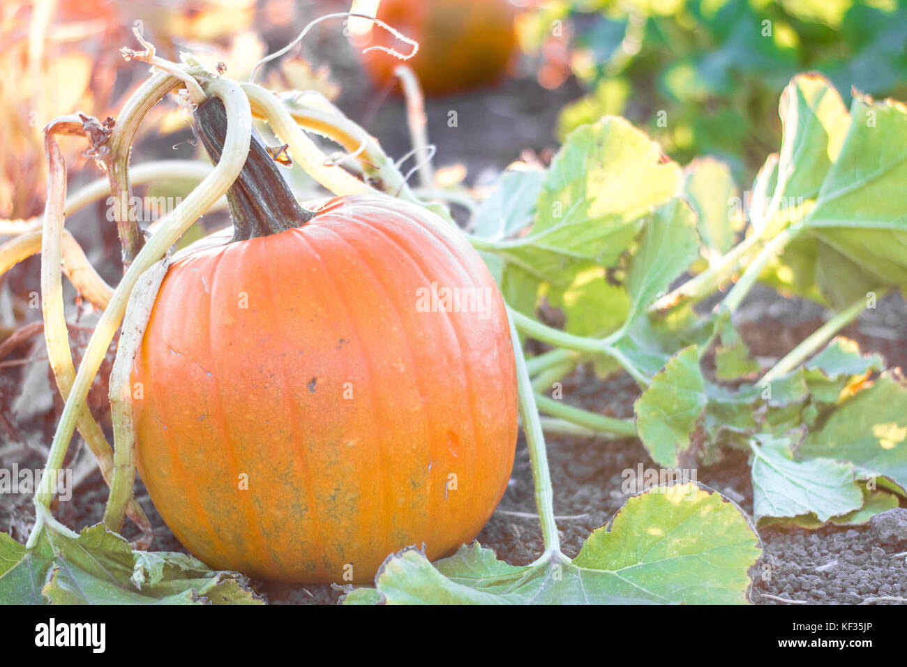 Fairytale pumpkins on a vine at golden hour in a pumpkin patch ...