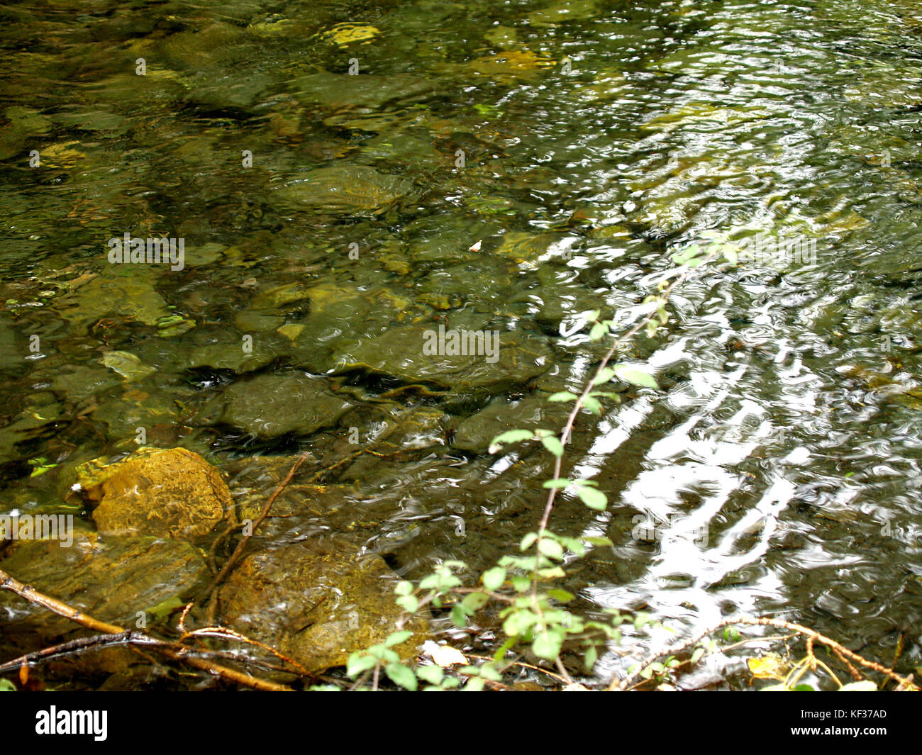 water spring and green environment Stock Photo - Alamy