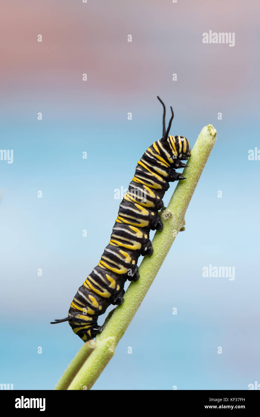 Monarch caterpillar on a milkweed stalk Stock Photo - Alamy