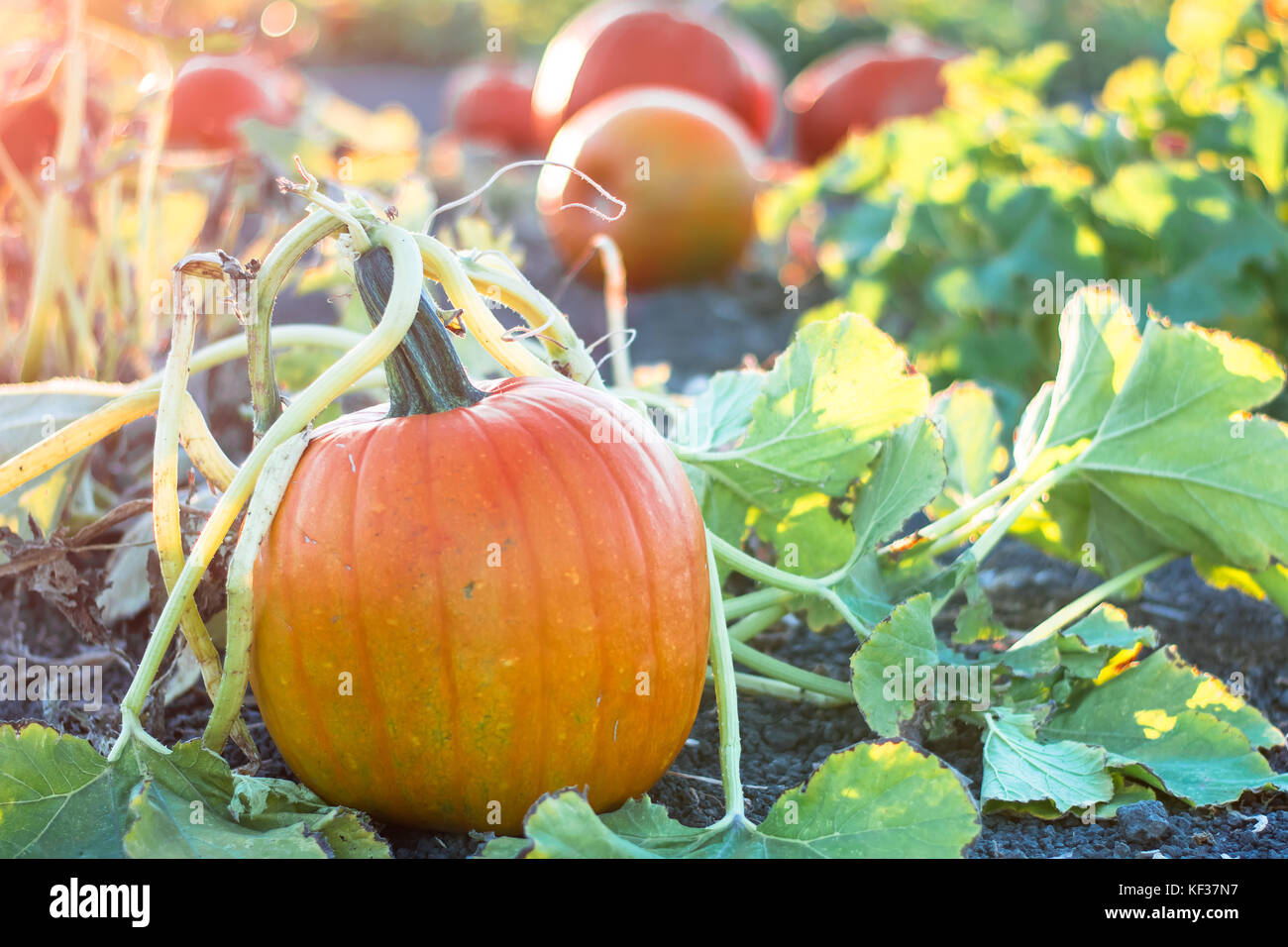 Pumpkin patch pumpkins on vine hi-res stock photography and images - Alamy
