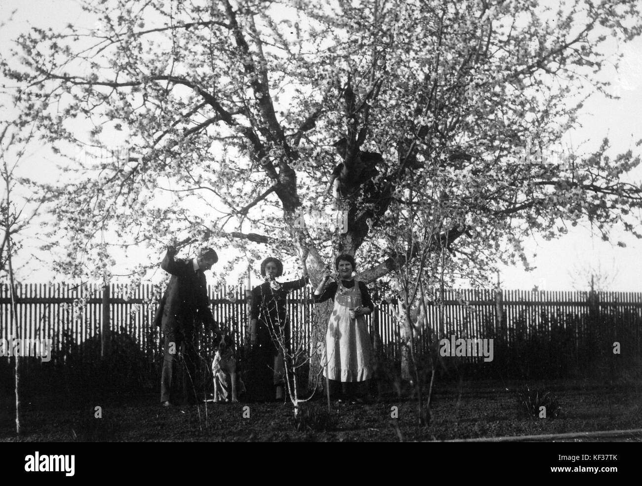 This image captures a vibrant spring garden scene, with flowers in full ...
