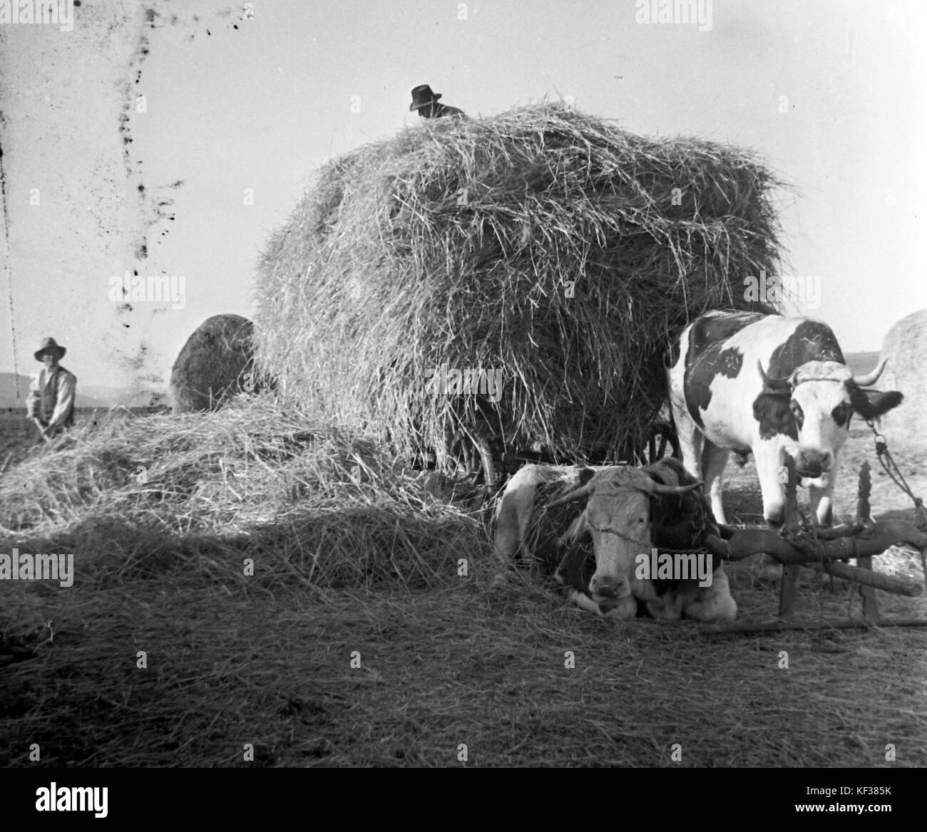 Work, agriculture, cattle 22856 Stock Photo - Alamy
