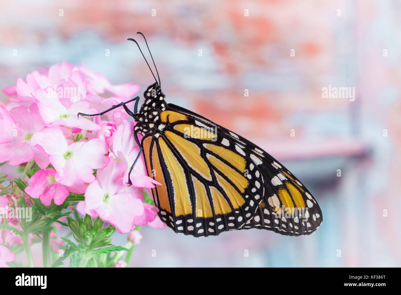 Monarch butterfly Danaus Plexippus female newly emerged on a pink a ...