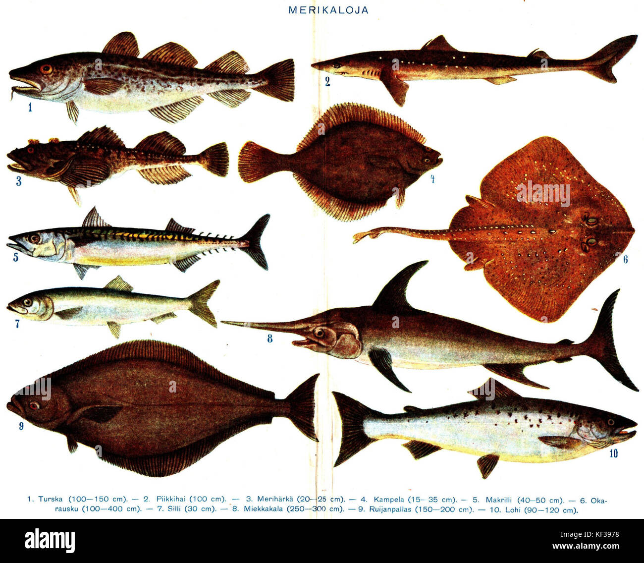 Salt water fish with Finnish text Stock Photo - Alamy