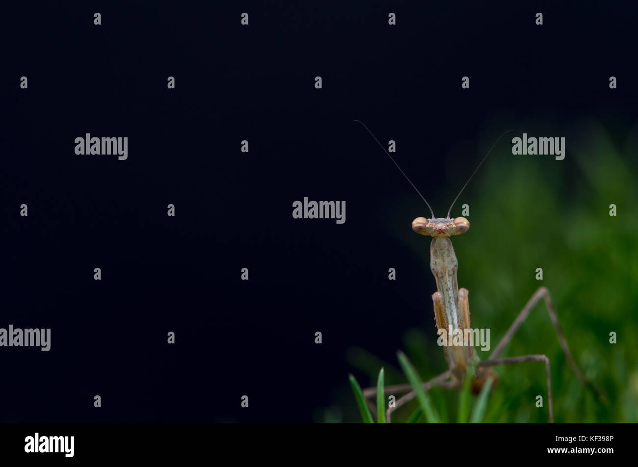 Praying mantis face close up hi-res stock photography and images - Alamy