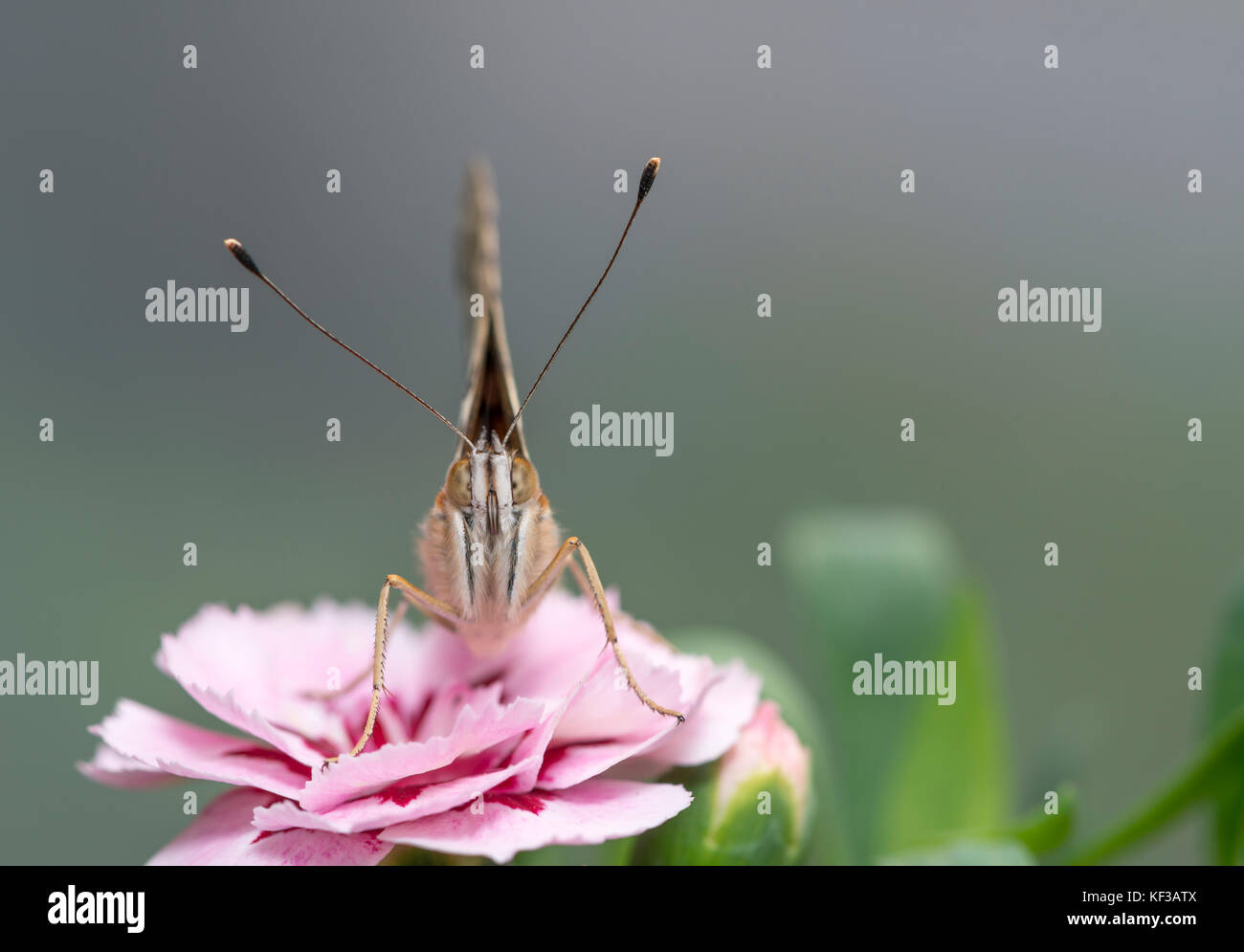 Painted lady butterfly on a pink flower with a soft focus background ...
