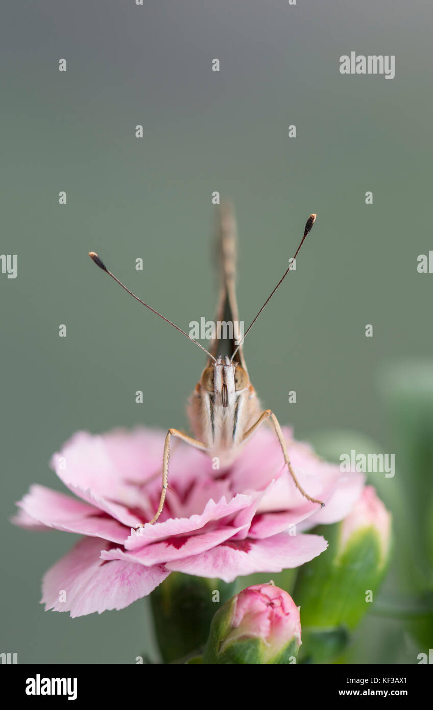 Painted lady butterfly on a pink flower with a soft focus background ...