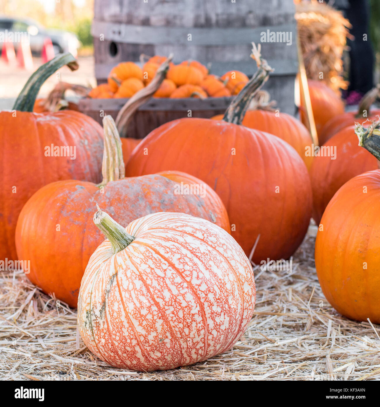 Fairytale pumpkins on the vine in a pumpkin patch symbolizing halloween ...