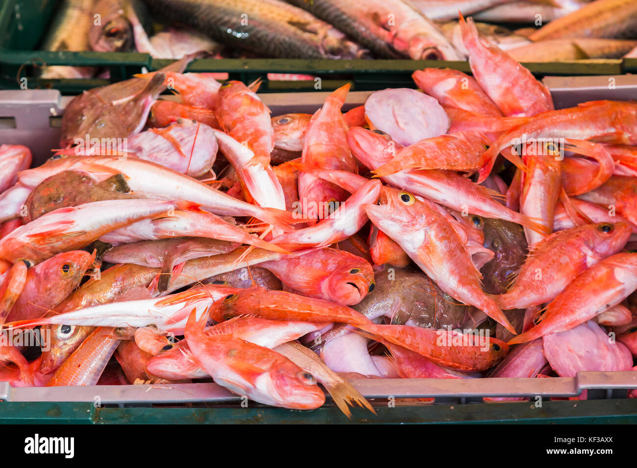 A crate of pinky coloured fish freshly caught from the Adriatic Sea ...