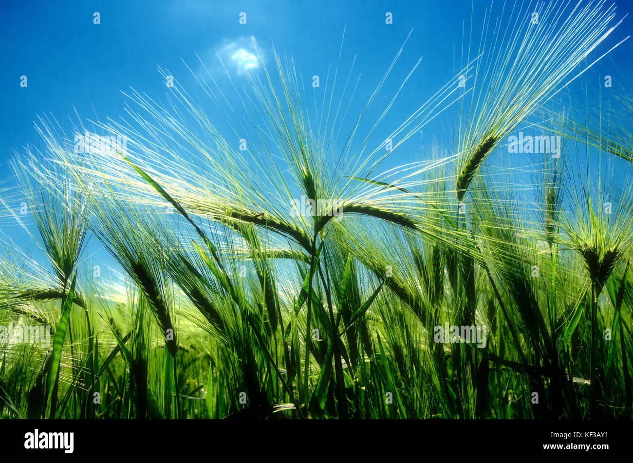 Classes of barley against the blue sky Stock Photo - Alamy