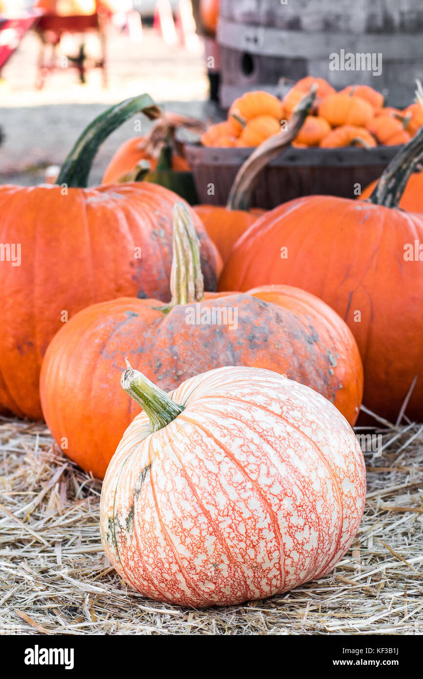 Fairytale pumpkins on the vine in a pumpkin patch symbolizing halloween ...