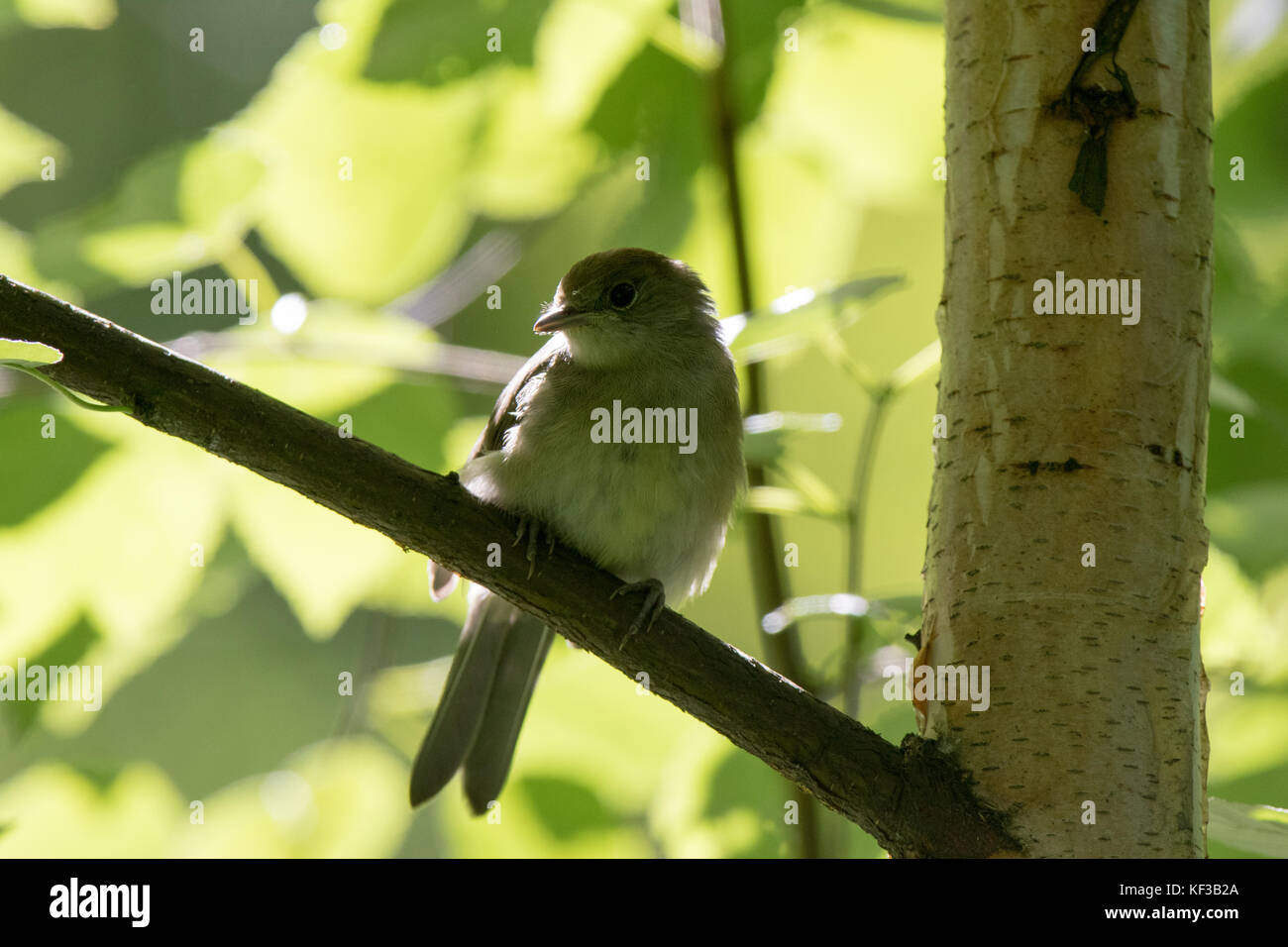 Blackcap (Sylvia atricapilla). fledgling Stock Photo - Alamy