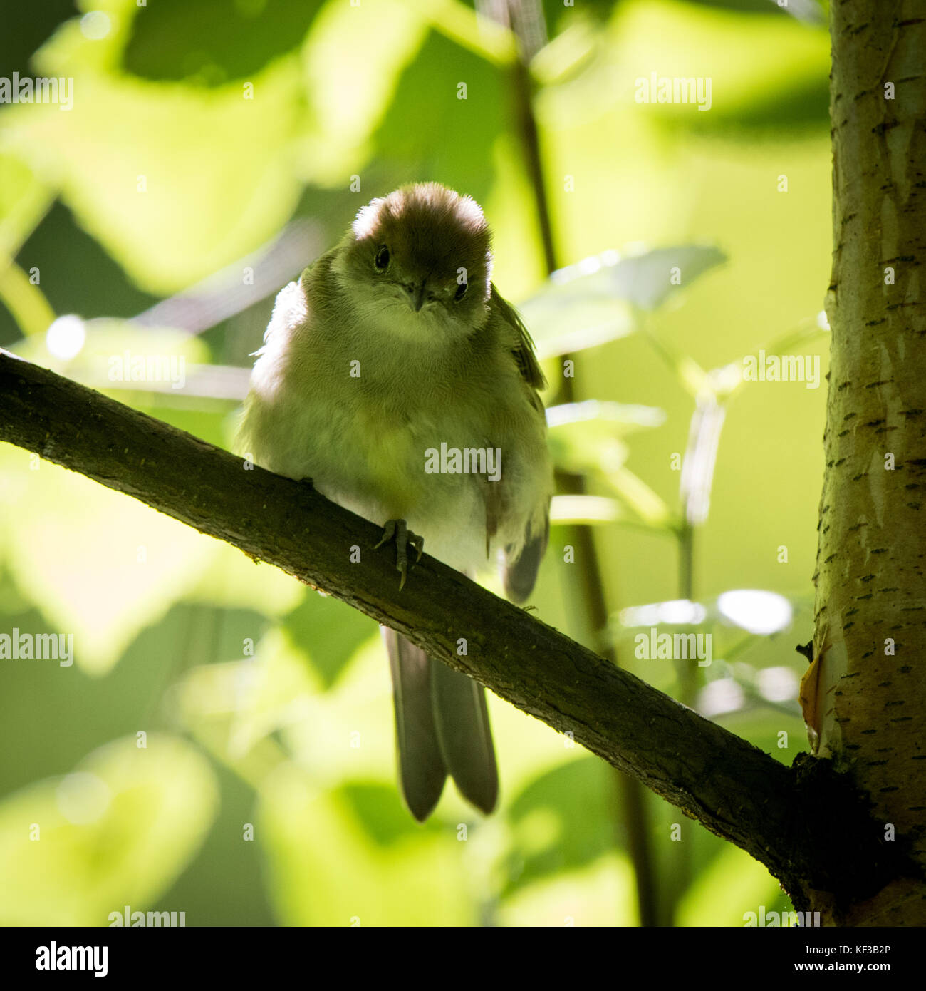 Blackcap (Sylvia atricapilla). fledgling Stock Photo - Alamy