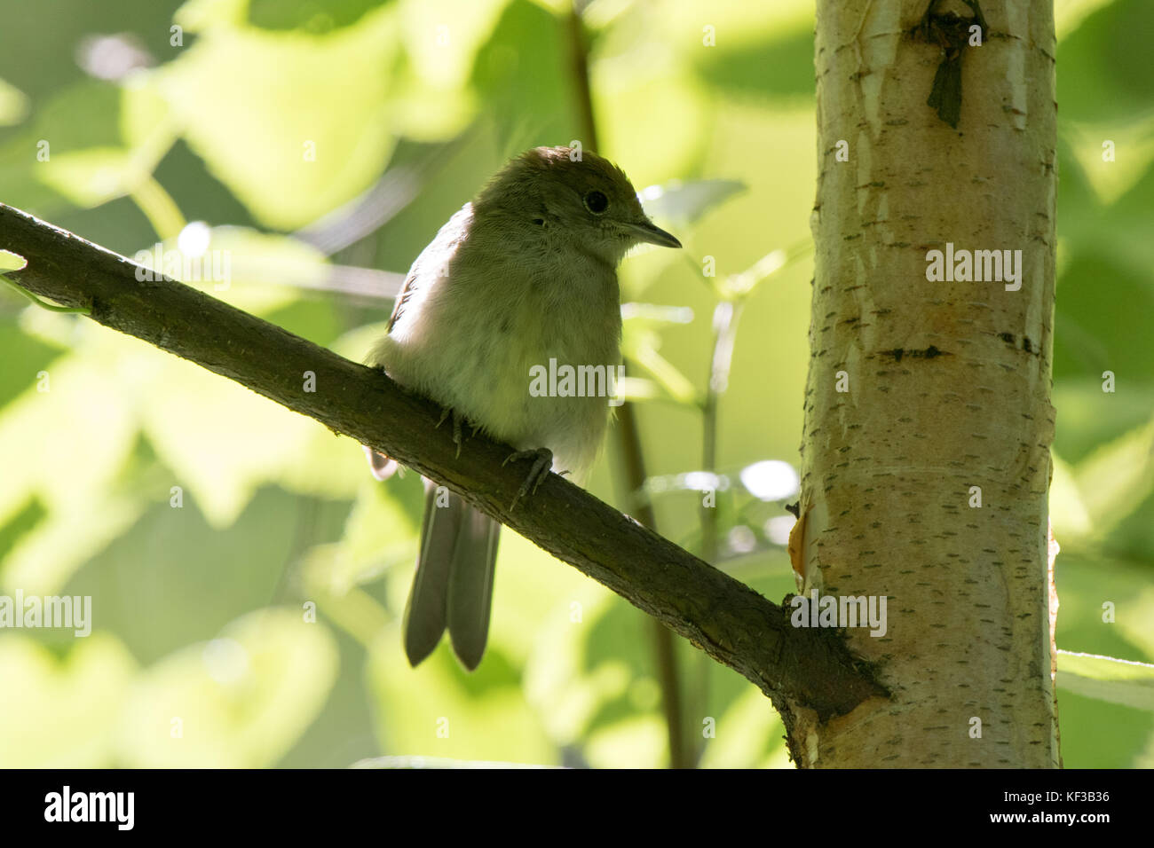 Juvenile Blackcap High Resolution Stock Photography and Images - Alamy