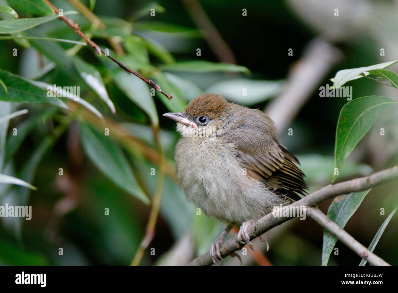 Blackcap (Sylvia atricapilla). fledgling Stock Photo - Alamy