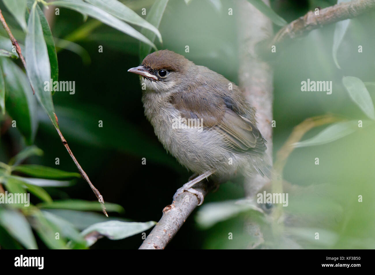 Blackcap (Sylvia atricapilla). fledgling Stock Photo - Alamy