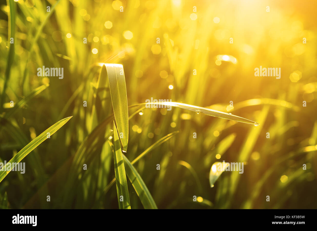 Natural abstract sunny background Stock Photo - Alamy