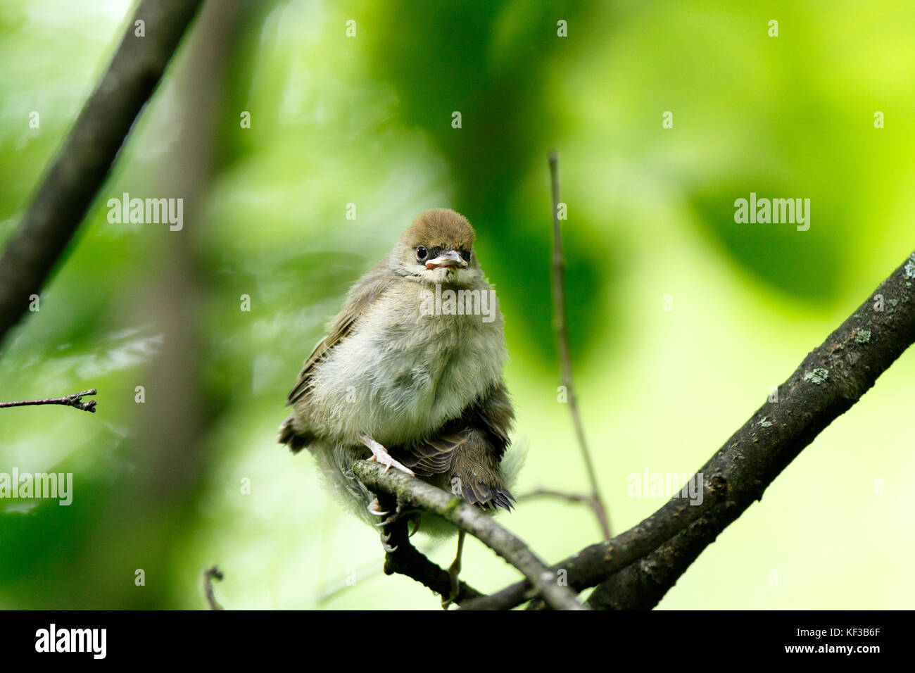 Blackcap (Sylvia atricapilla). fledgling Stock Photo - Alamy
