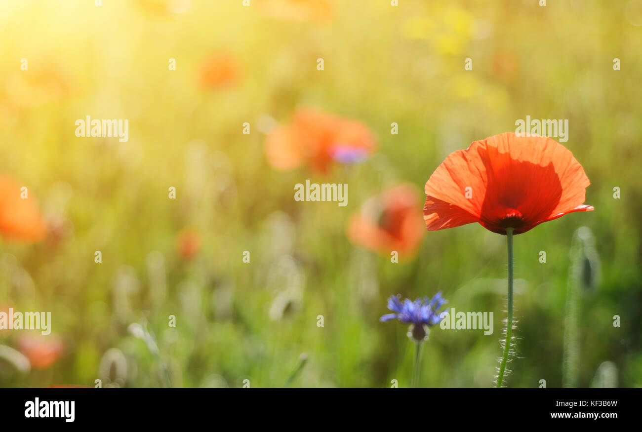 Red spring poppy Stock Photo - Alamy