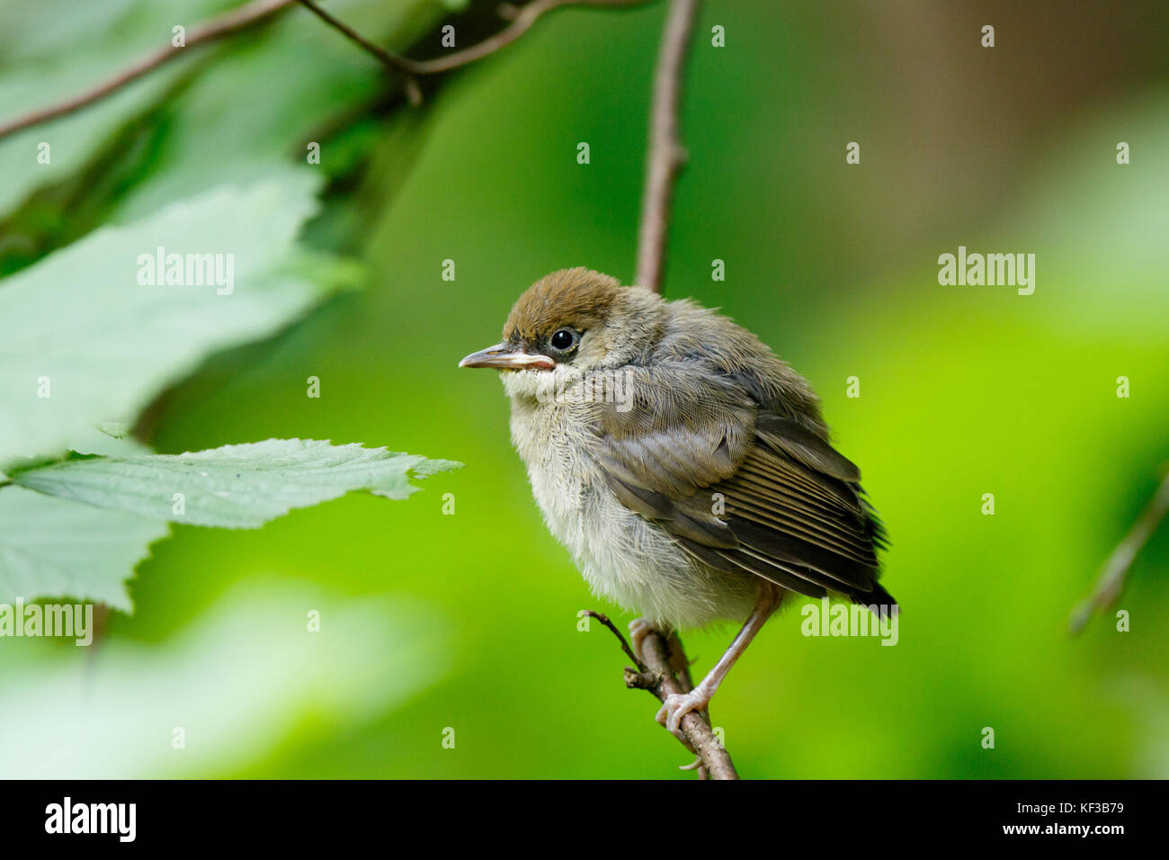 Blackcap (Sylvia atricapilla). fledgling Stock Photo - Alamy