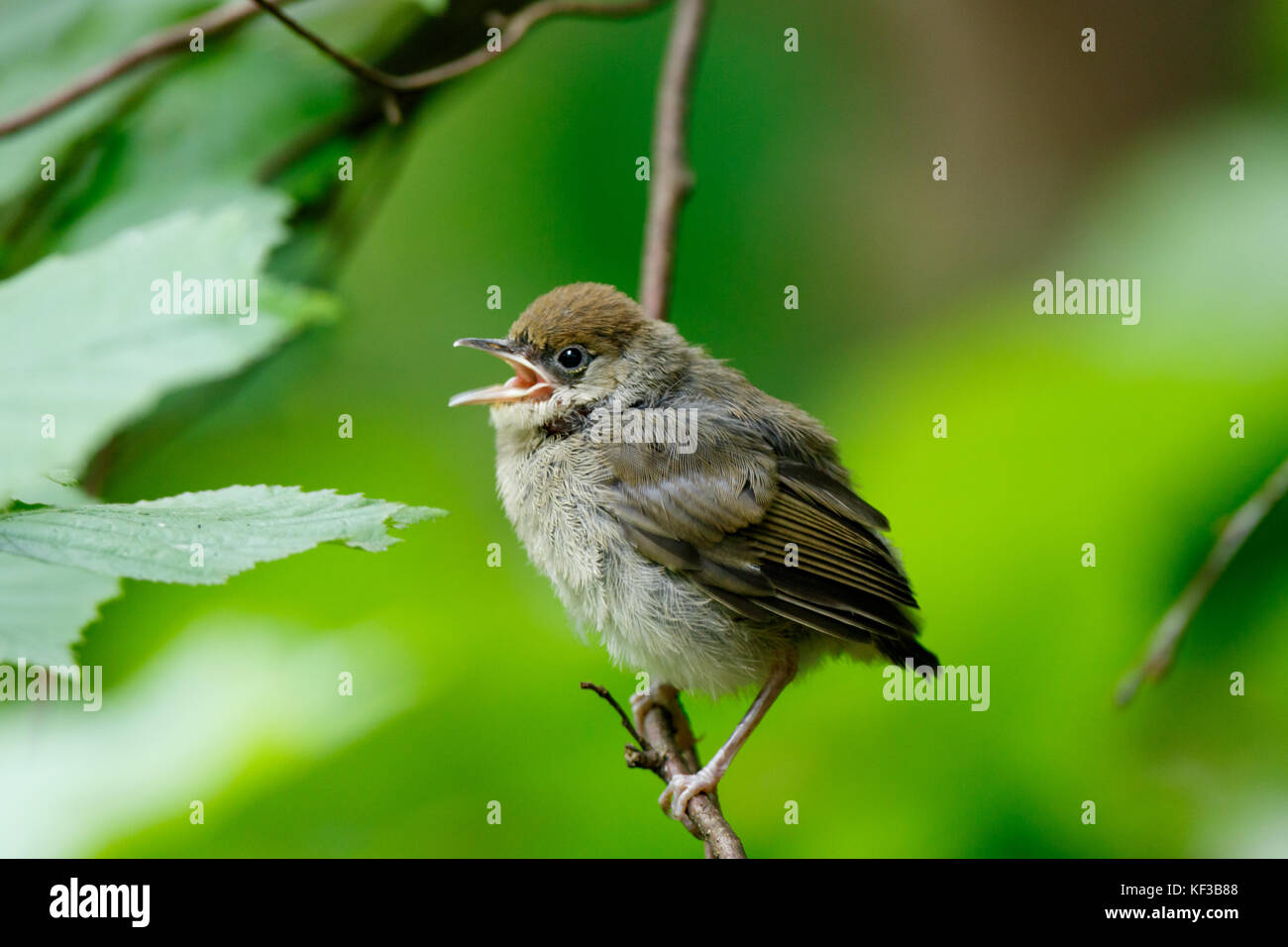 Blackcap (Sylvia atricapilla). fledgling Stock Photo - Alamy