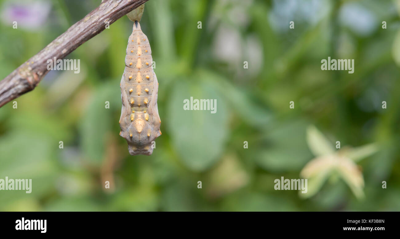 Painted Lady Butterfly Chrysalis Formation