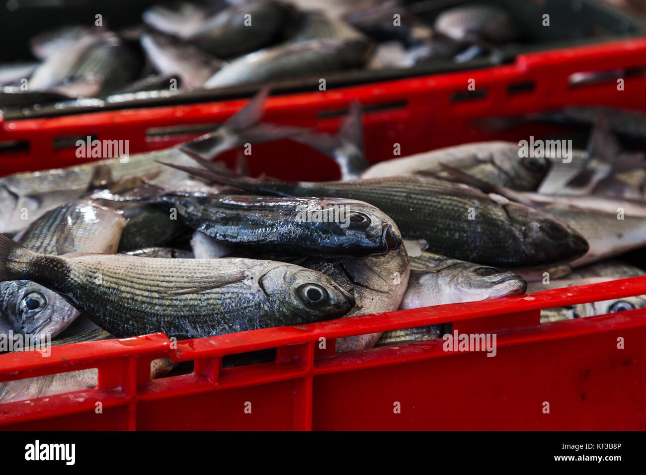 A crate full of freshly caught fish from the Adriatic Sea waiting to be ...