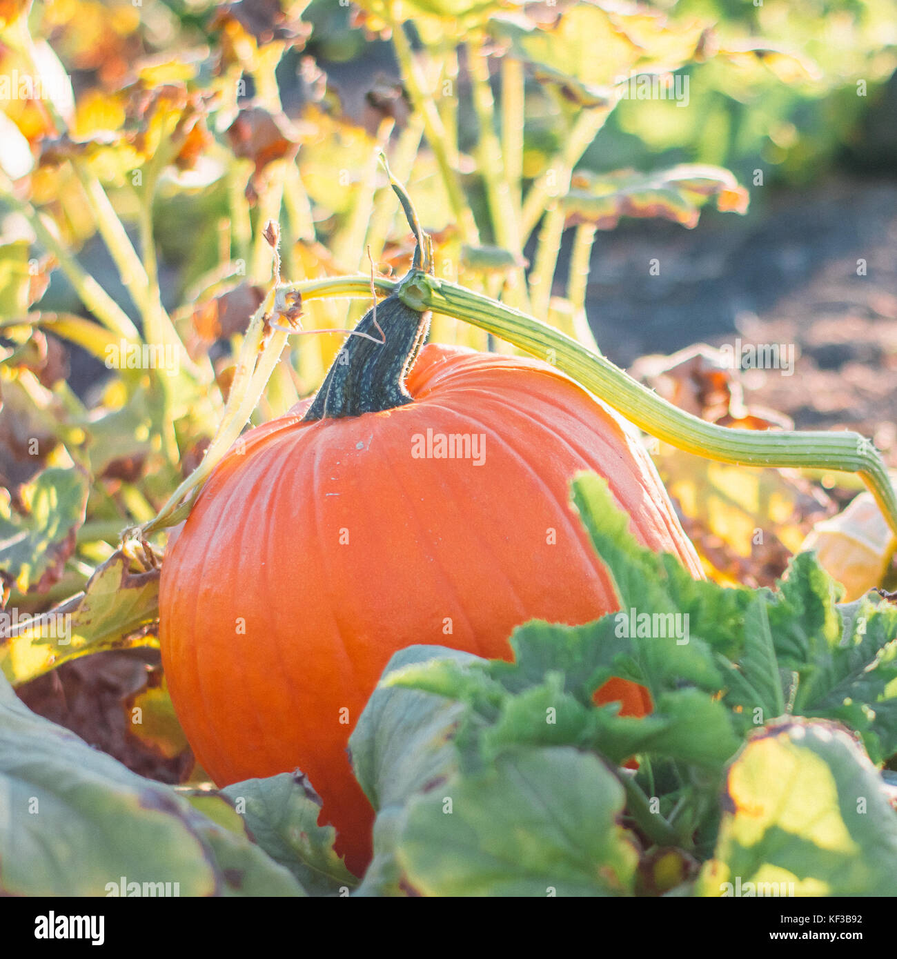 Fairytale pumpkins on the vine in a pumpkin patch symbolizing halloween ...