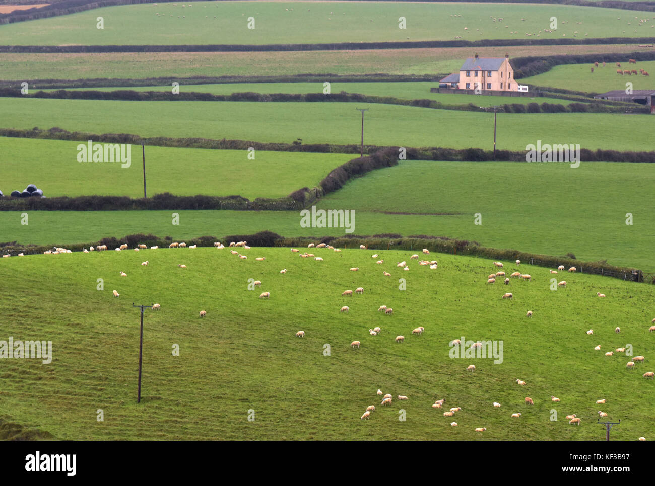 a Cornish farmhouse in rolling green fields and meadows in north ...