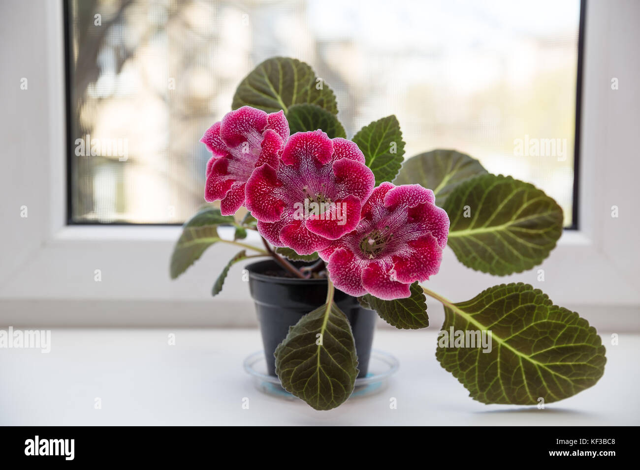 Sinningia hi-res stock photography and images - Alamy