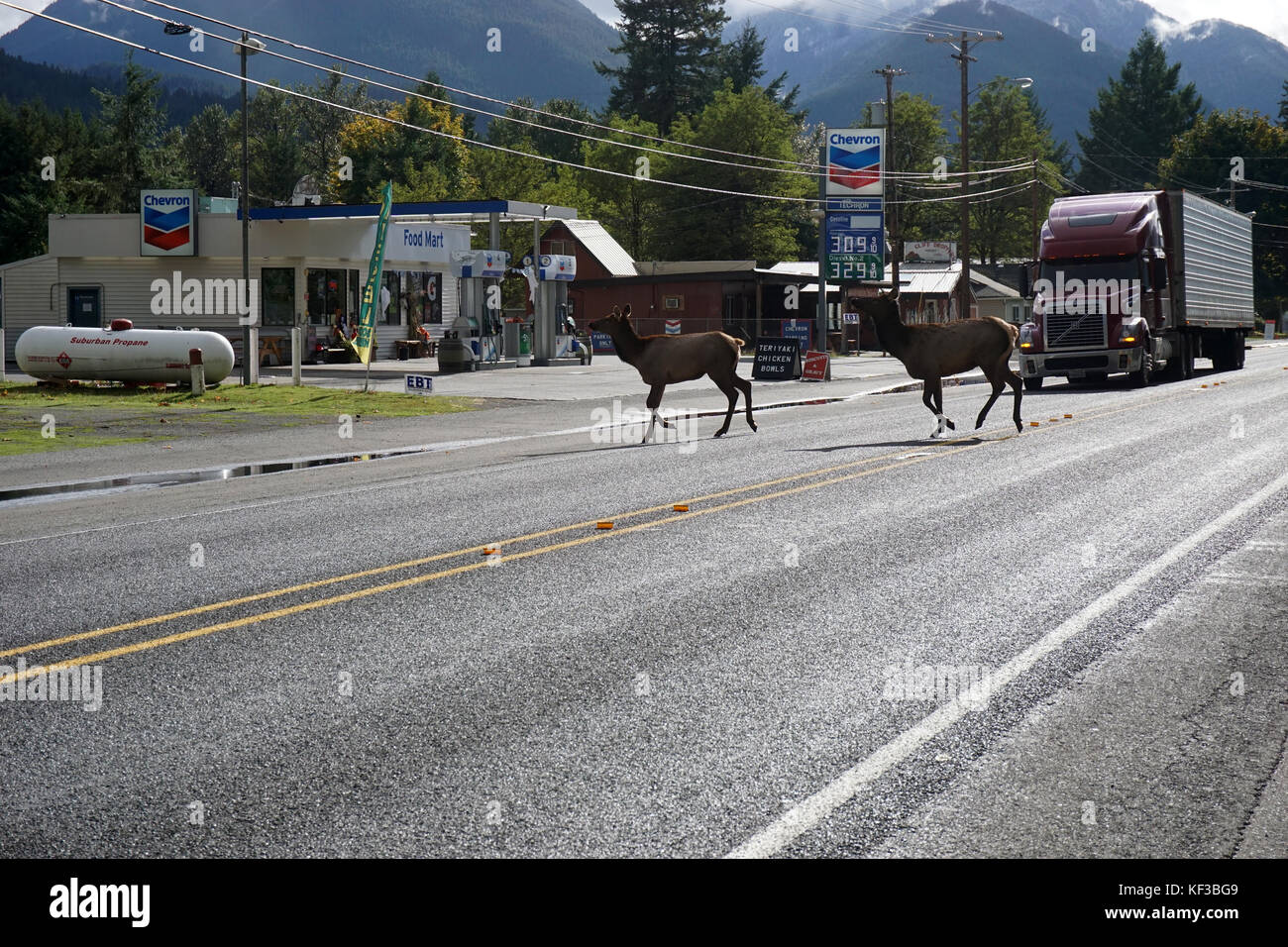 Elk crossing highway in Packwood, WA Stock Photo - Alamy