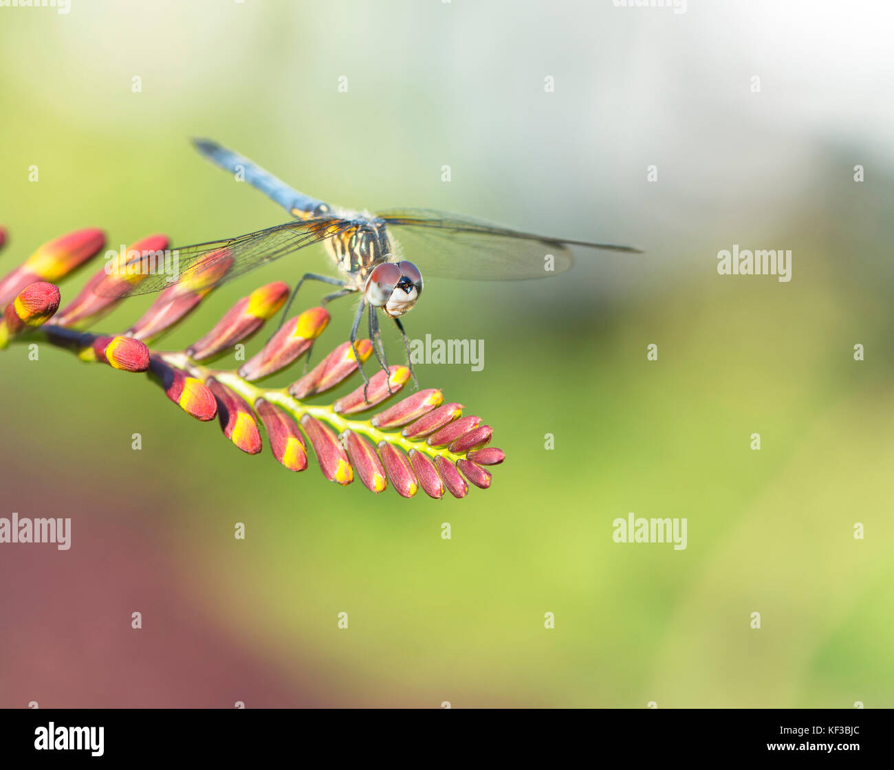 Blue dasher dragonfly on a Crocosmia Lucifer flower in the sunshine ...