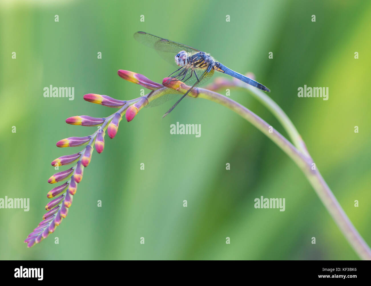 Red and blue damsel hi-res stock photography and images - Alamy