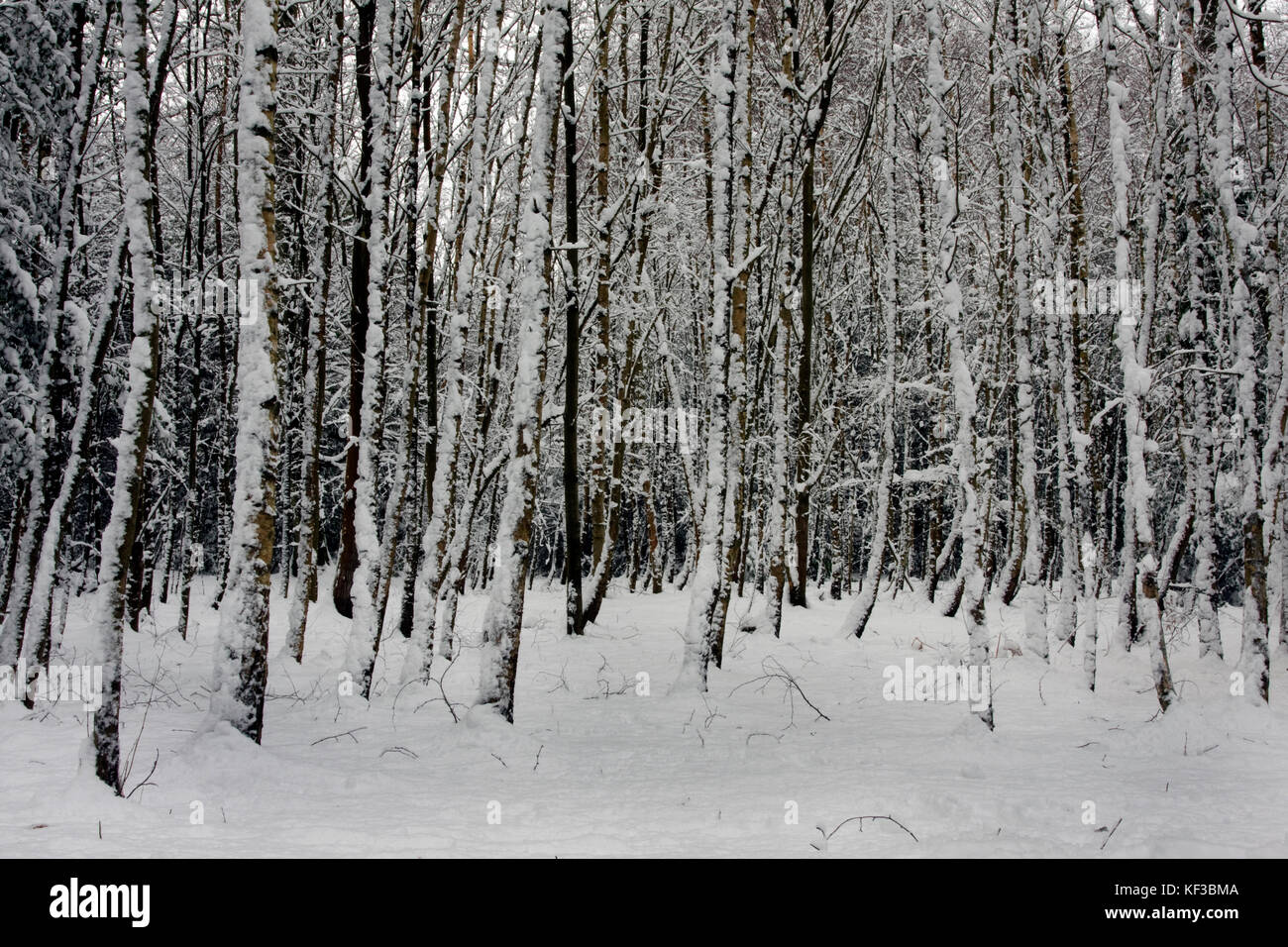 snow covered birch trees in woodland near Farnham, Surrey, England ...