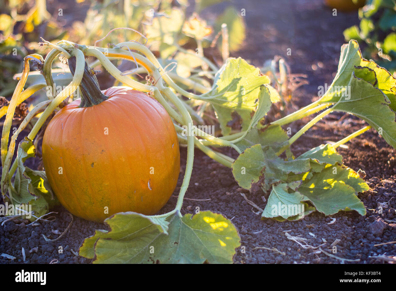 Fairytale pumpkins on the vine in a pumpkin patch symbolizing halloween ...