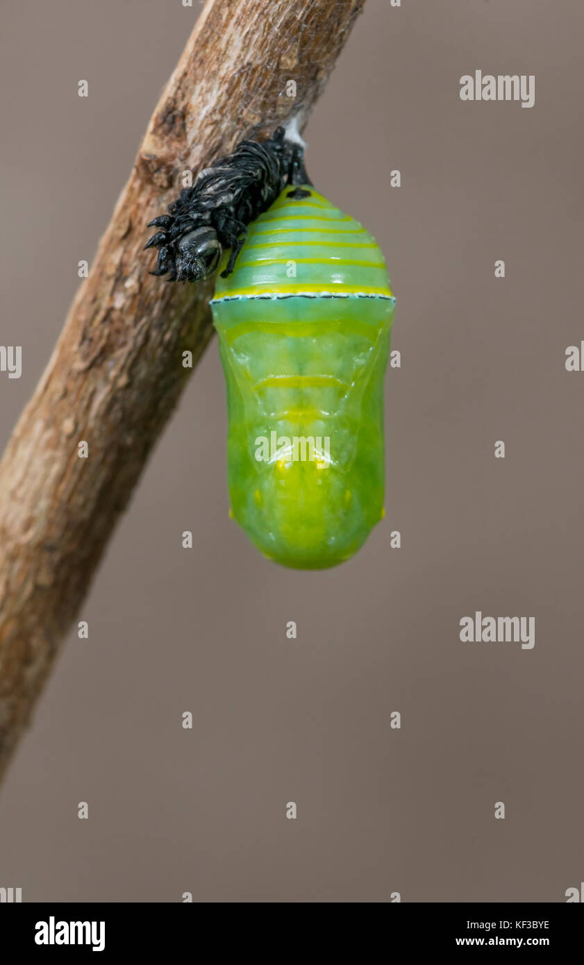 Newly formed monarch Danaus Plexippus chrysalis with caterpillar molt ...