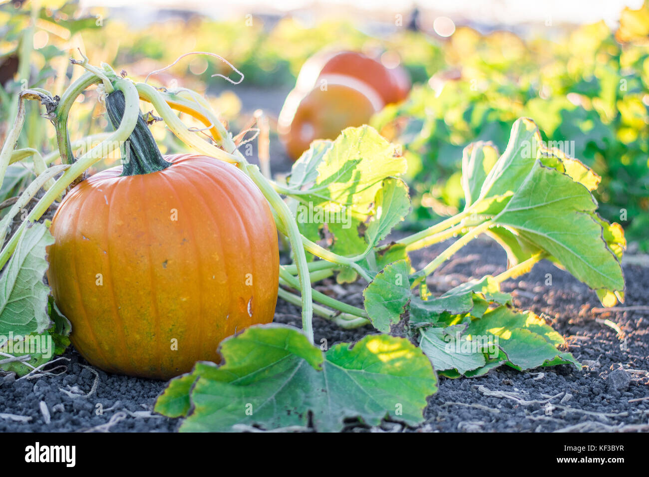 Fairytale pumpkins on the vine in a pumpkin patch symbolizing halloween ...