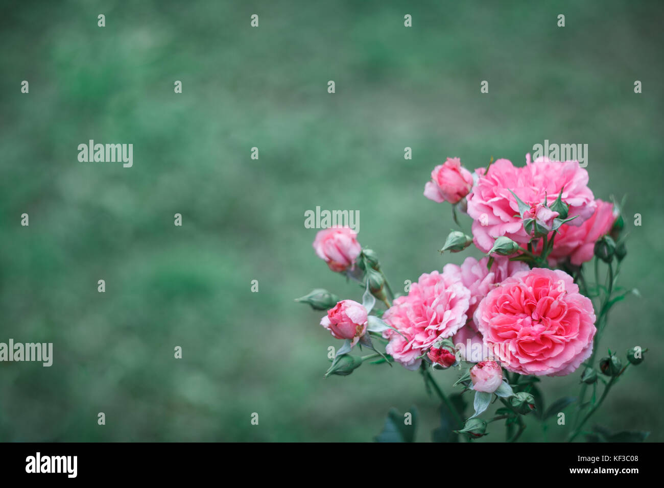 Green background for your text with beautiful punk roses at the right ...