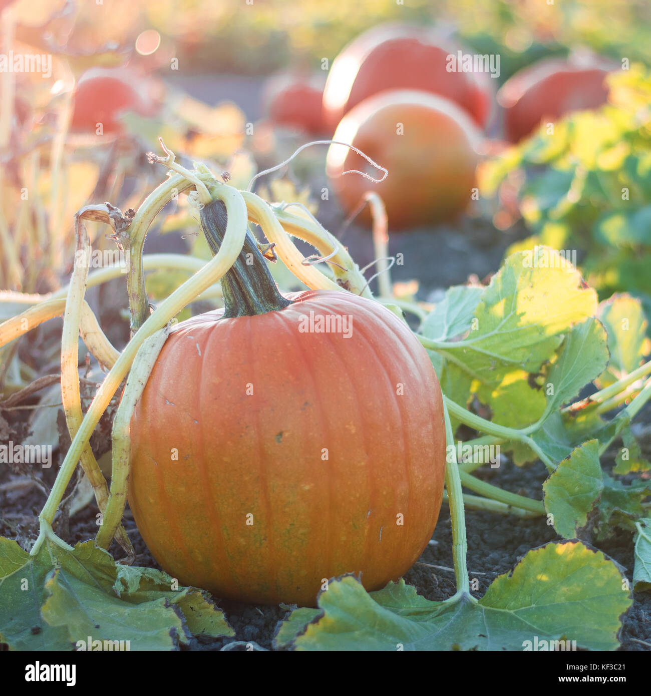 Fairytale pumpkins on the vine in a pumpkin patch symbolizing halloween ...