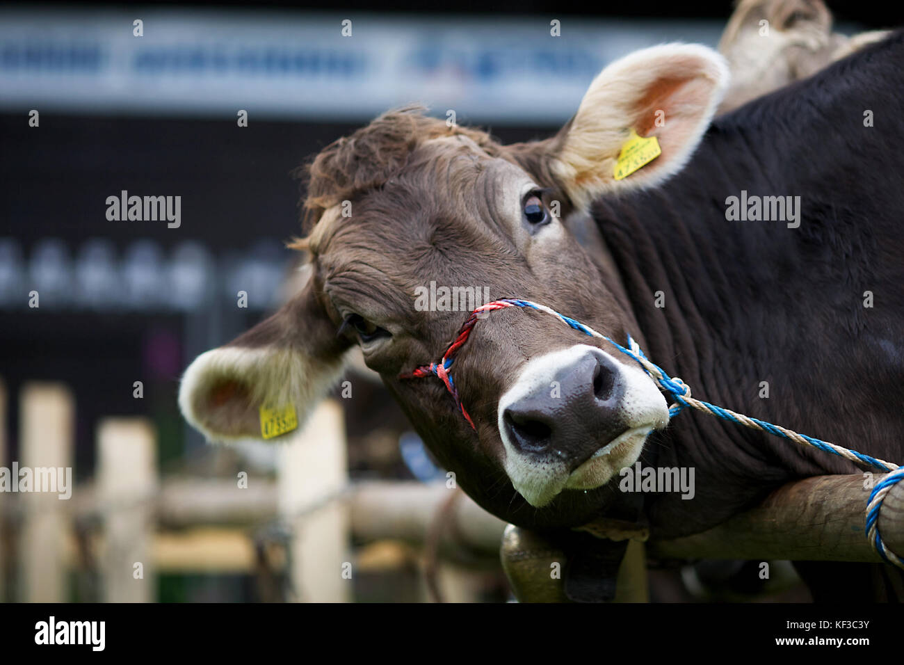 Cattle in Lech, Austria Stock Photo - Alamy