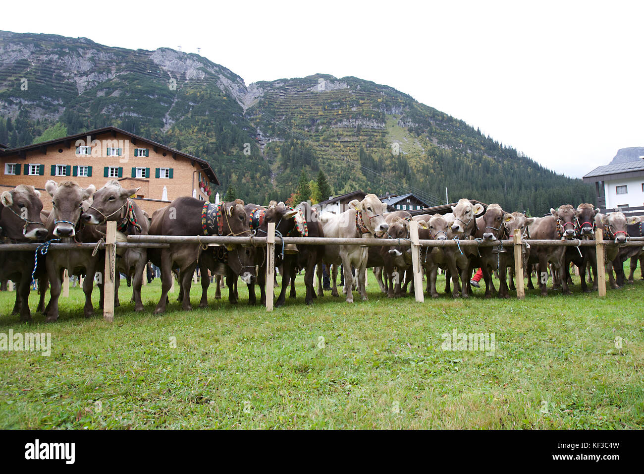 Cattle line up hi-res stock photography and images - Alamy