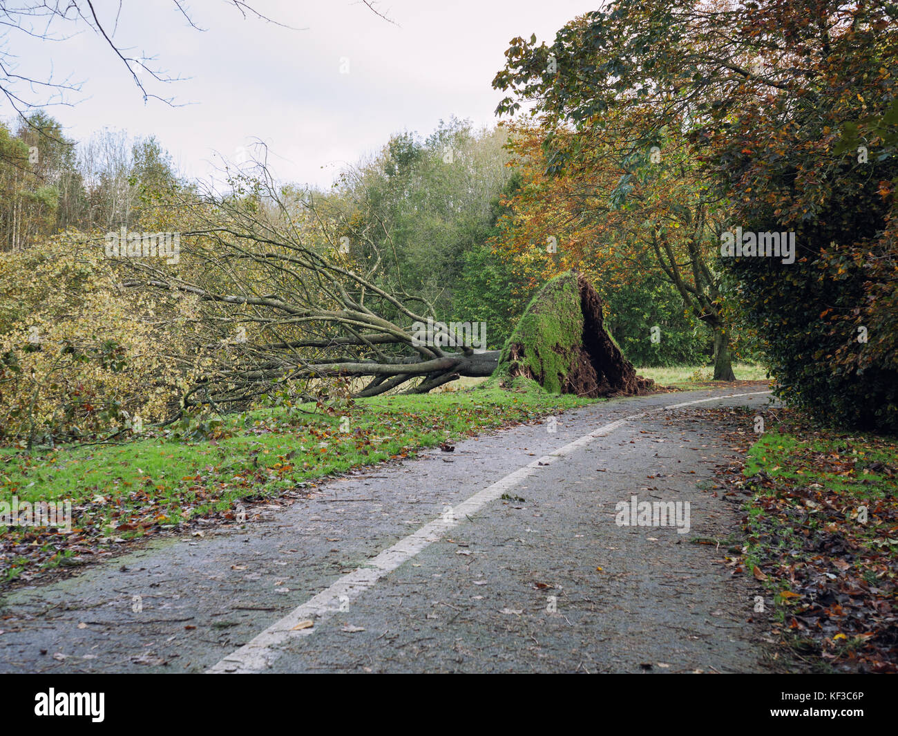 falling tree after storm,Northern Ireland Stock Photo - Alamy